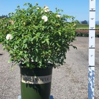 Monrovia Plant Photo List - DROUGHT TOLERANT SUN LOVING